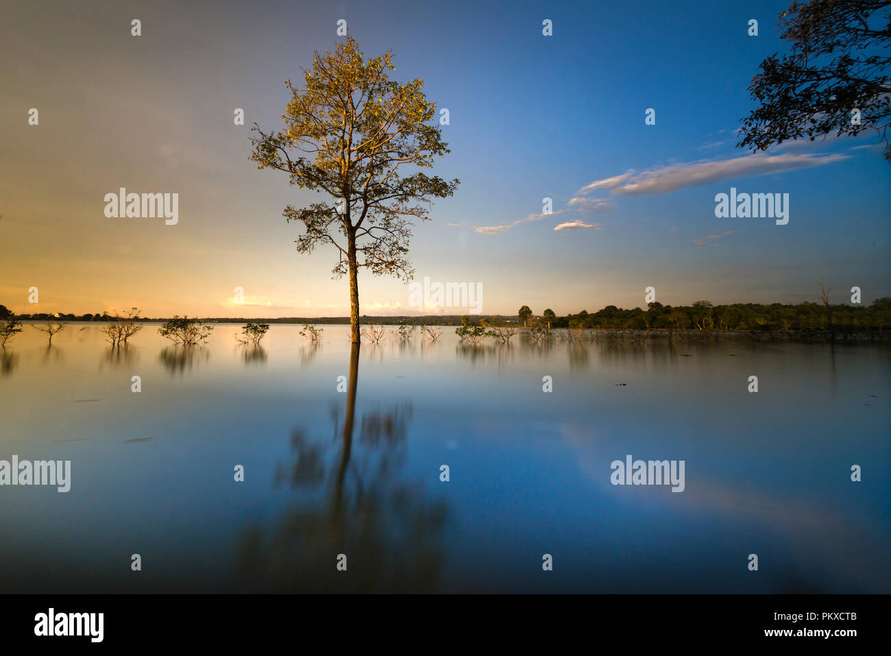 A row of flooded trees with their reflections in the lake at sunset ...