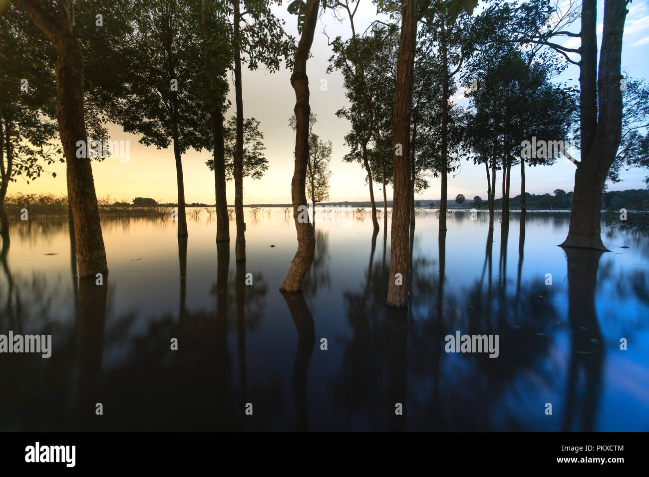 A row of flooded trees with their reflections in the lake at sunset ...