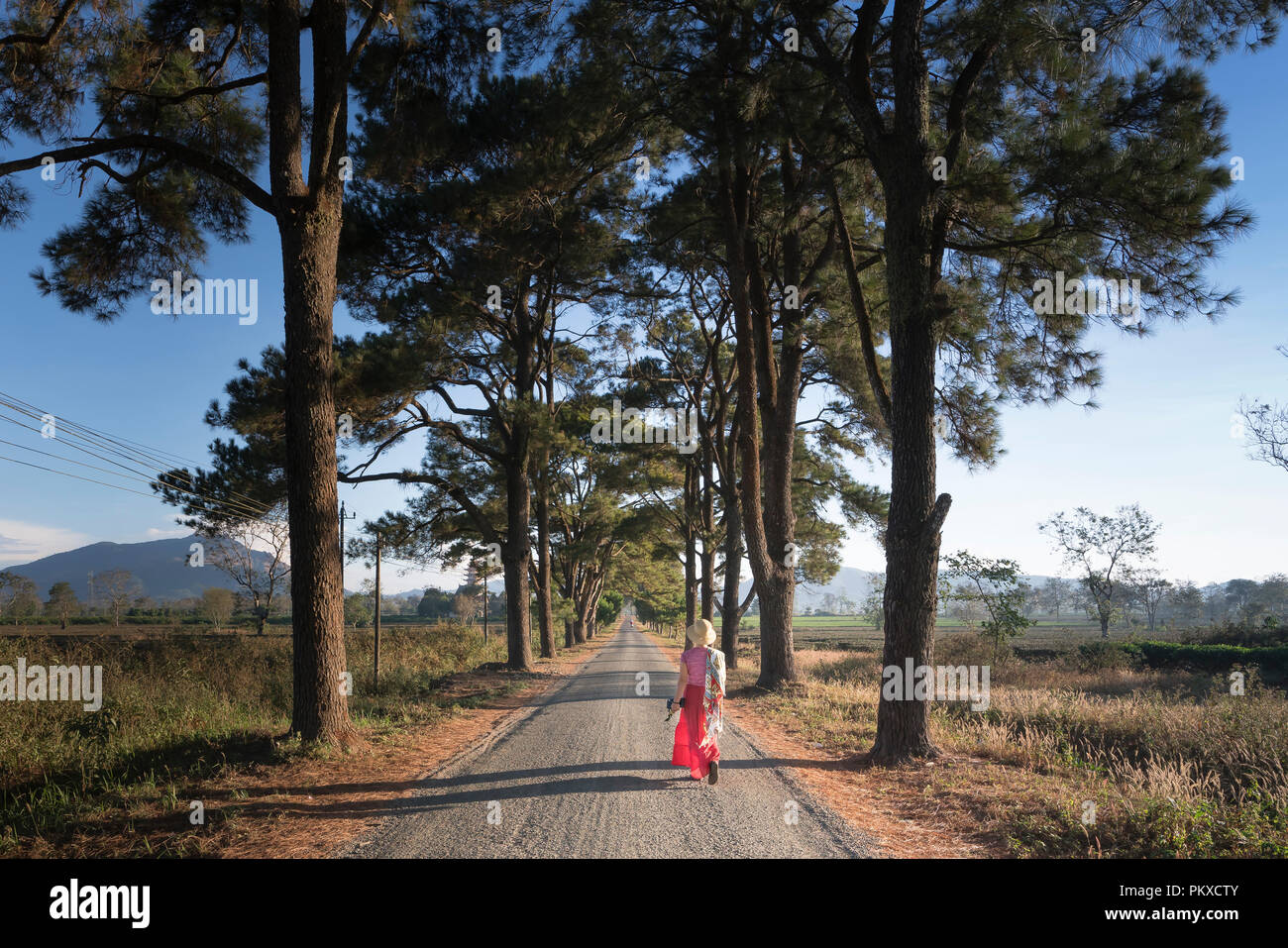 Rows Of Pine Trees High Resolution Stock Photography and Images - Alamy