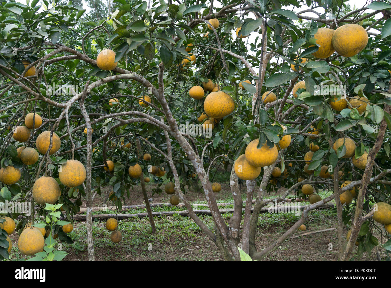 Close up of a yellow pomelo plant in a garden in Hanoi in Vietnam, Asia ...
