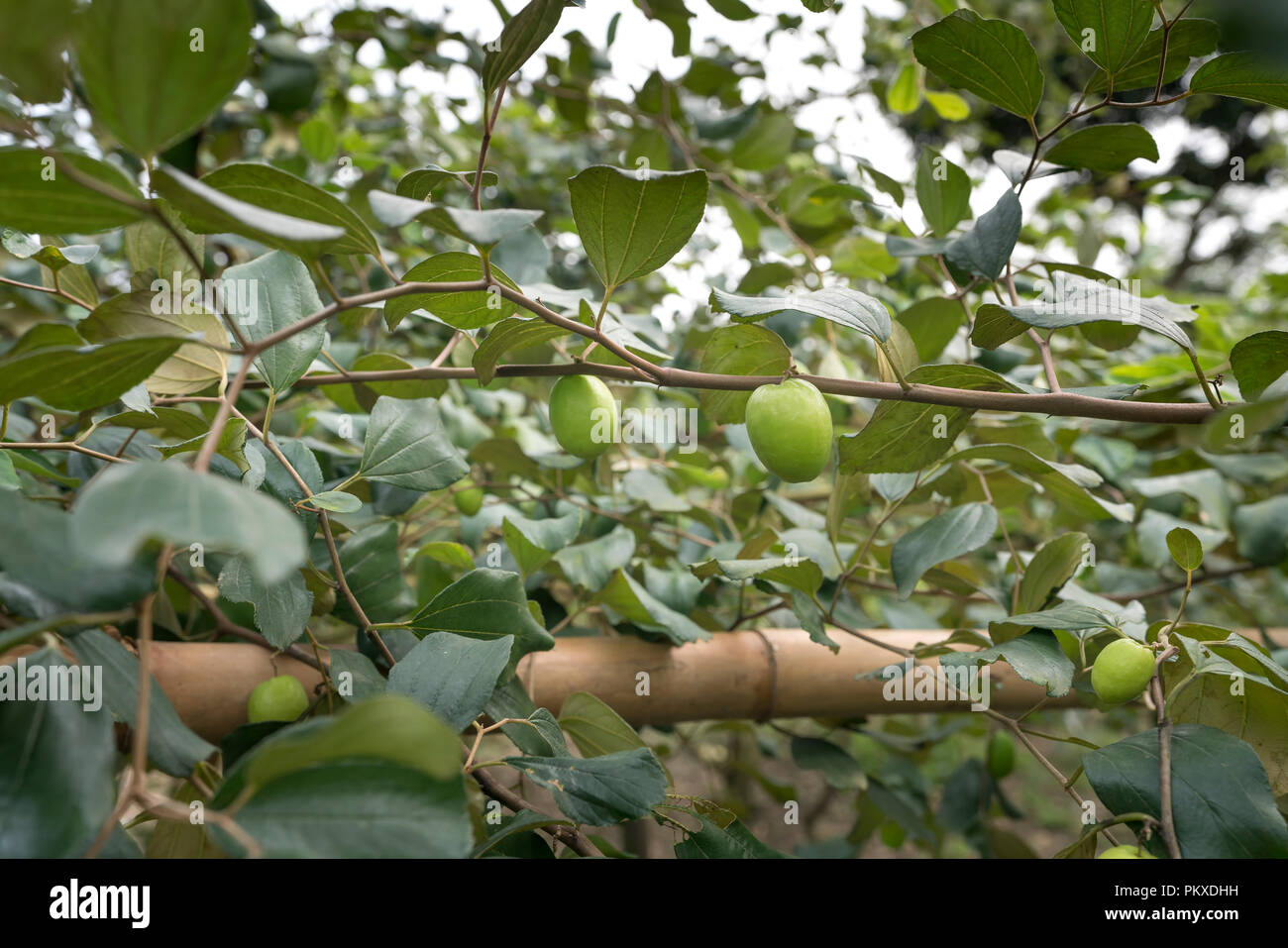 Monkey apples hi-res stock photography and images - Alamy