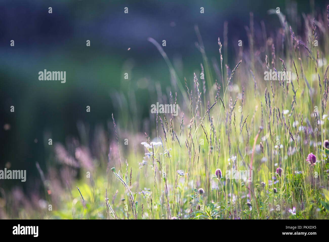 colourful meadow in sunlight Stock Photo - Alamy