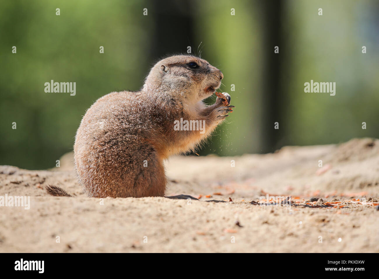 Prairie dog hands hi-res stock photography and images - Alamy