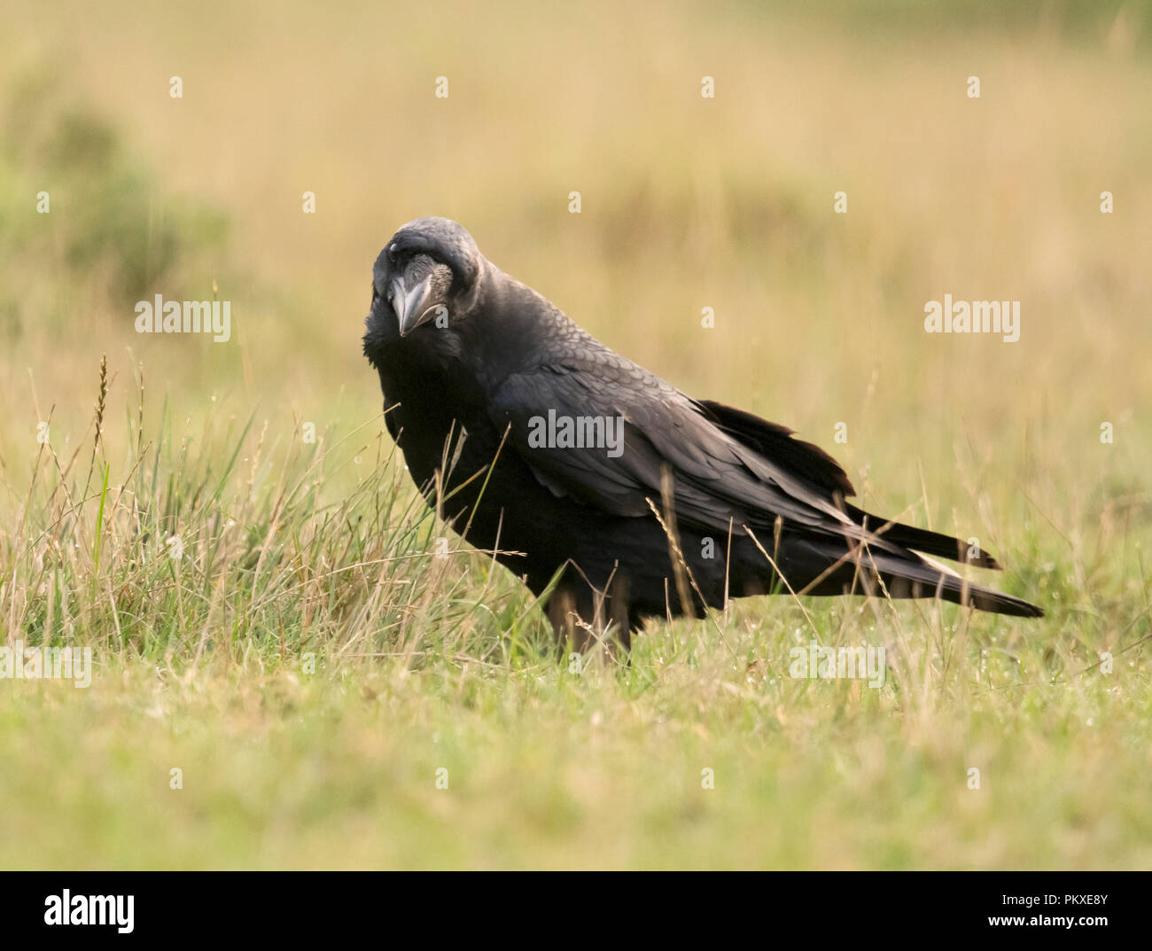 A wild Raven (Corvus corax) looks inquisitively at camera, Warwickshire ...