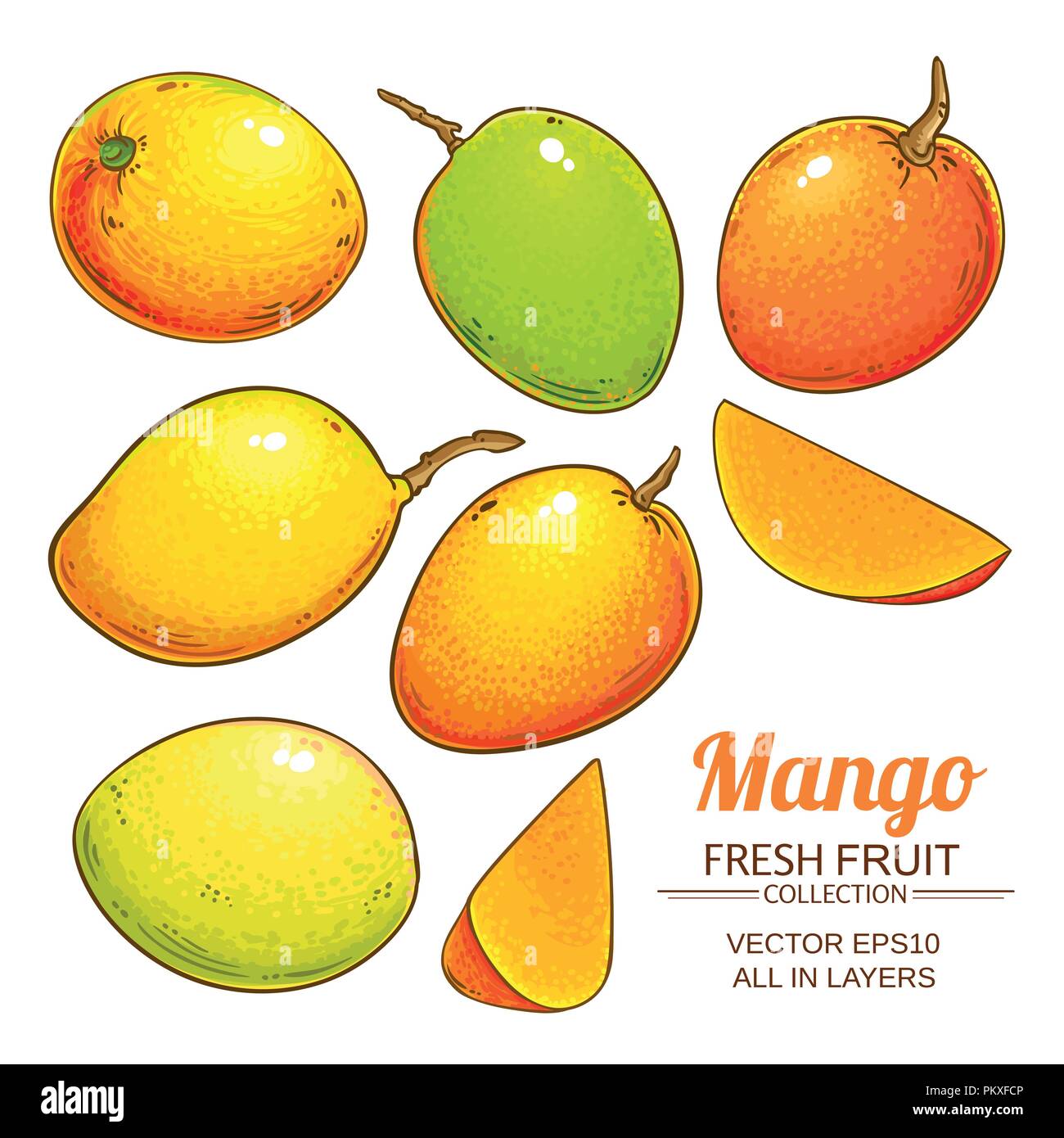 mango fruit vector isolated on white background Stock Vector Image ...