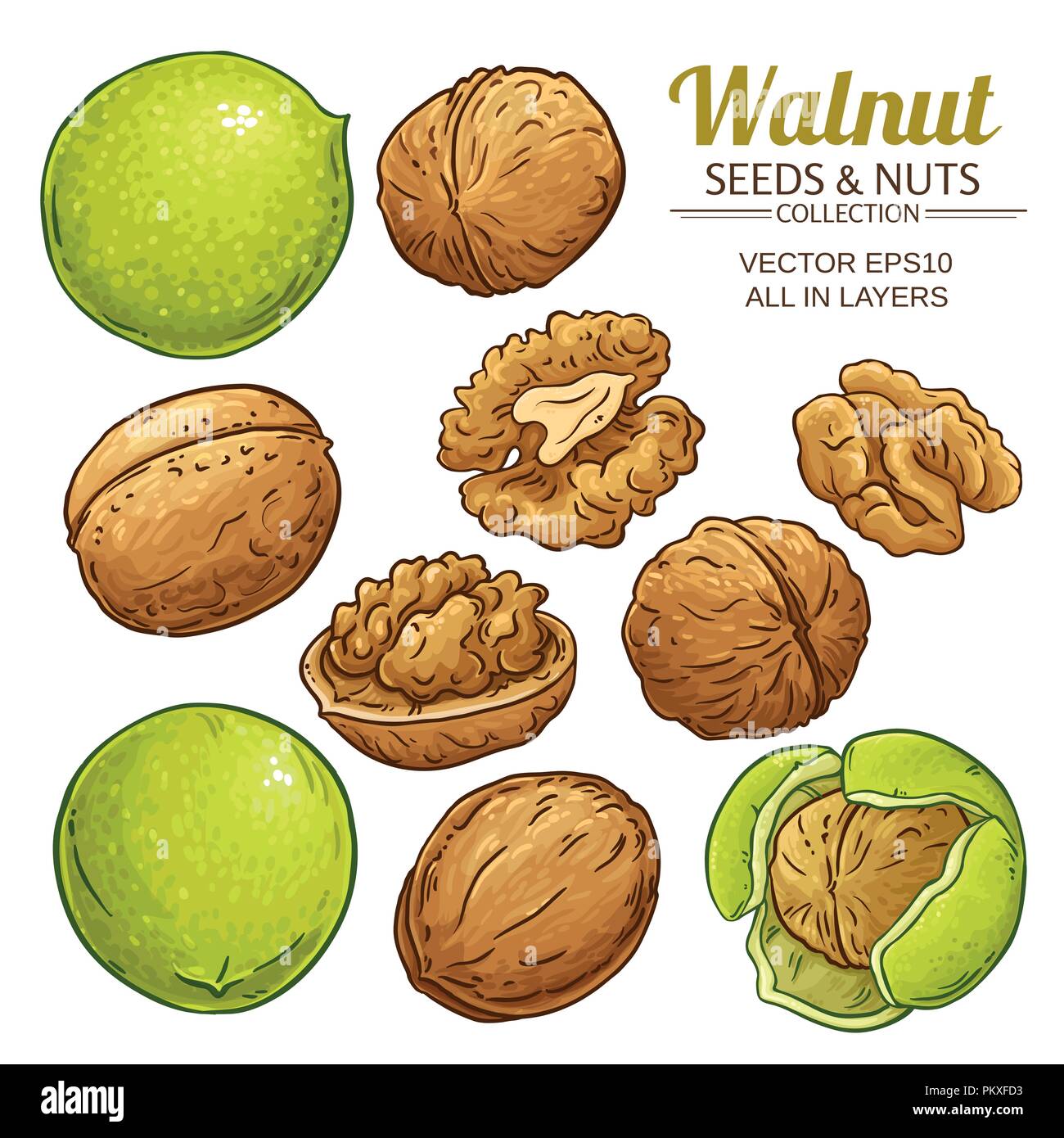 walnut seeds vector on white background Stock Vector Image & Art - Alamy
