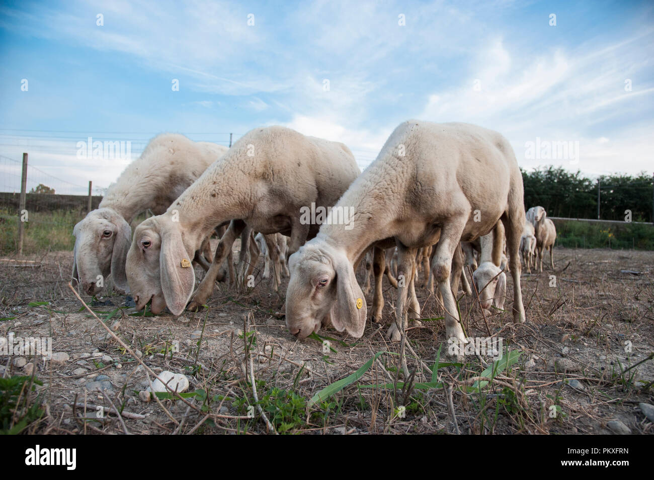Orf sheep hi-res stock photography and images - Alamy