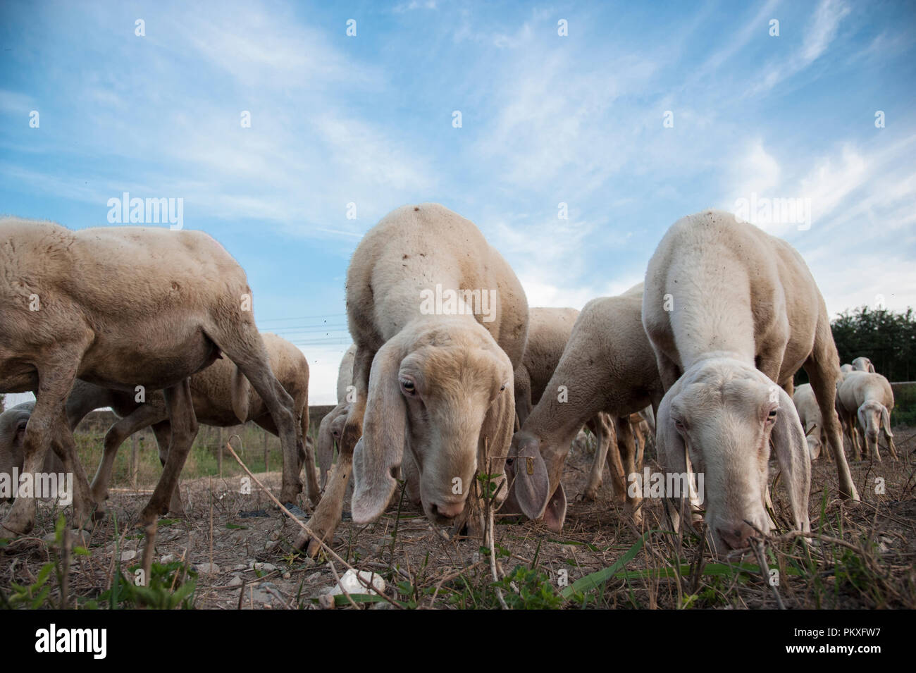 Veterinary industry hi-res stock photography and images - Alamy