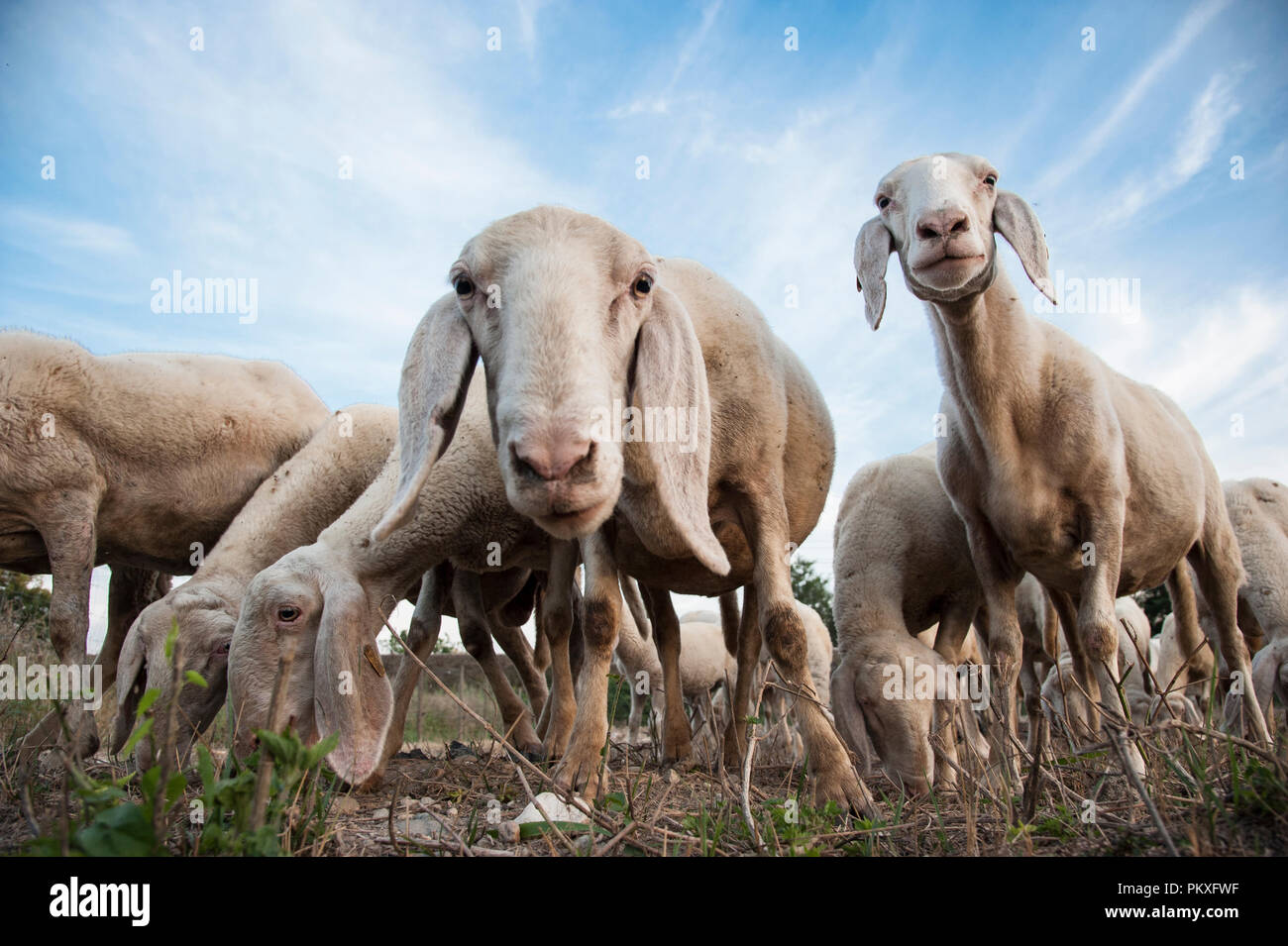 Orf sheep hi-res stock photography and images - Alamy