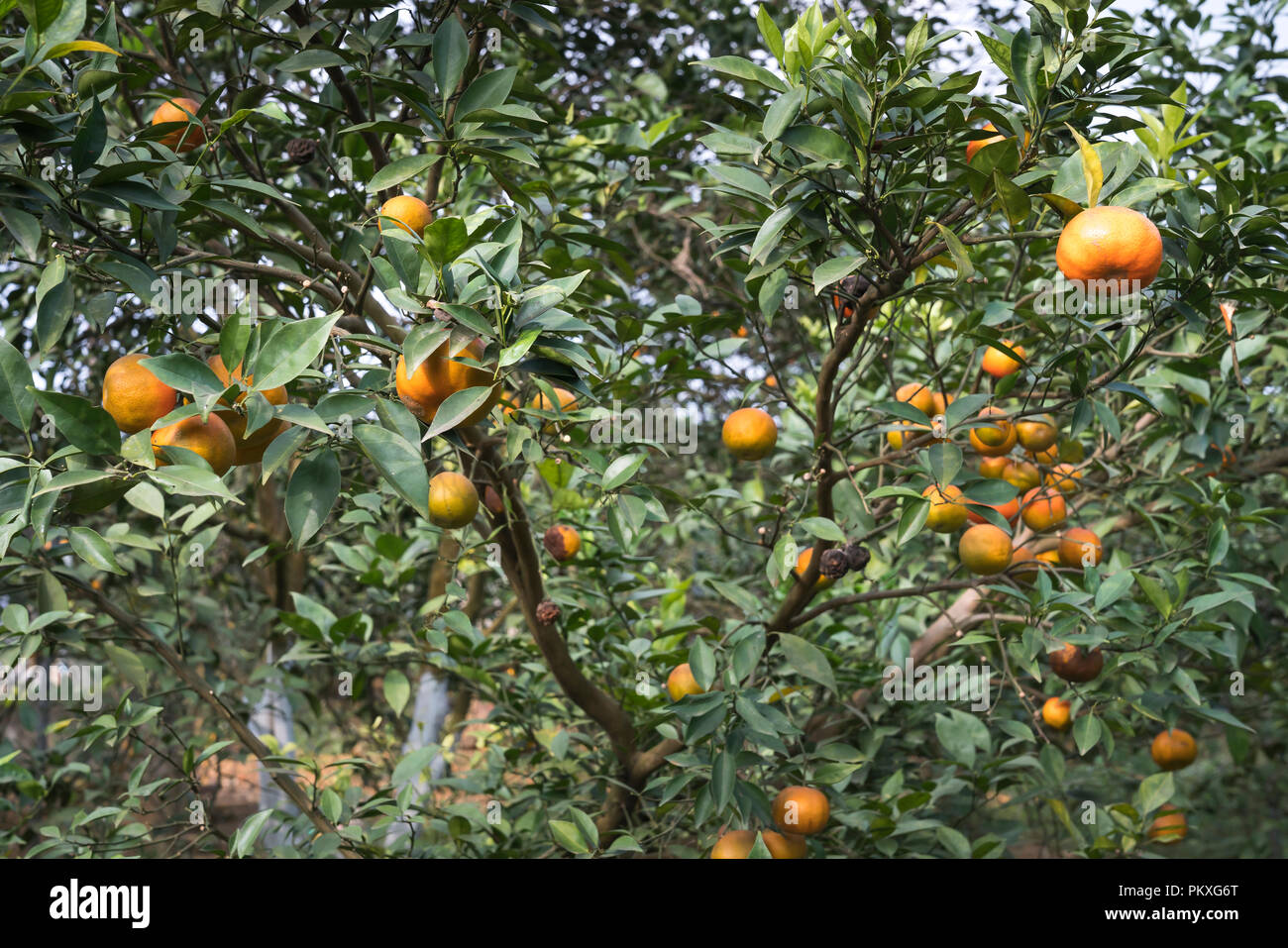 Orange tree in the orange farm Stock Photo - Alamy