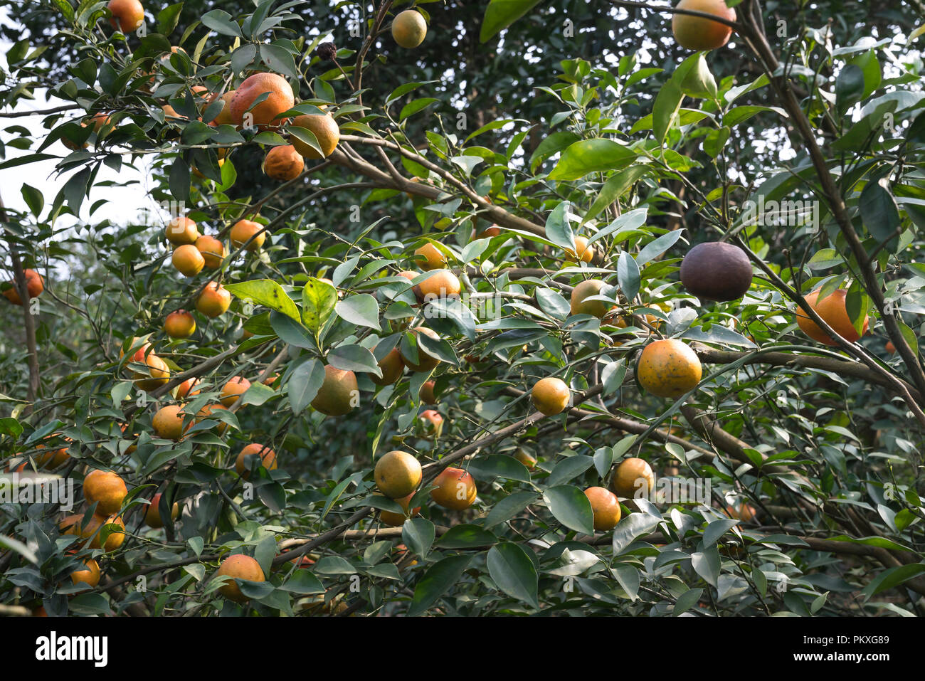 Orange tree in the orange farm Stock Photo - Alamy