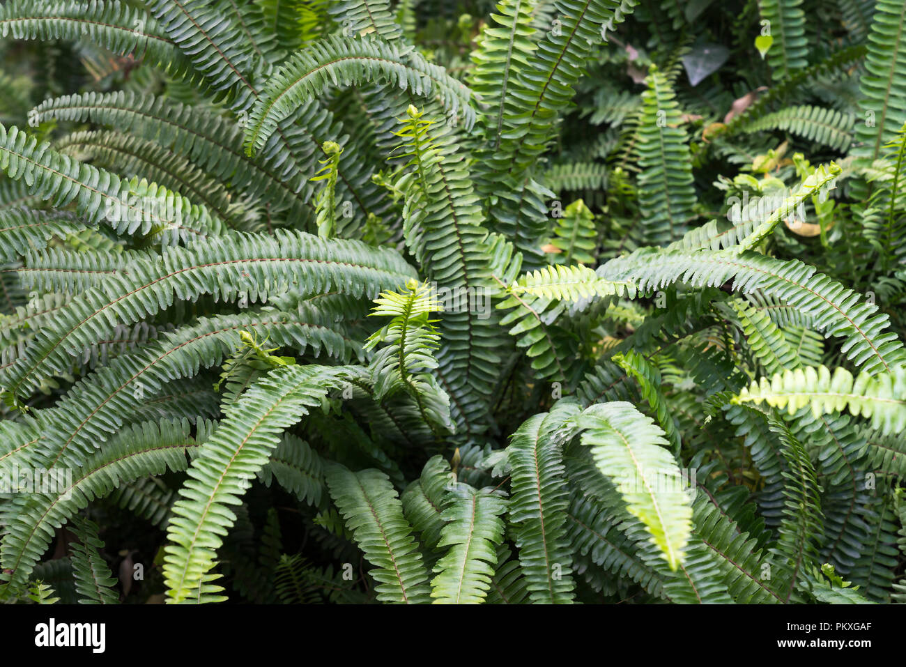 Greenery fern leaves background after rain in a tropical garden Stock ...