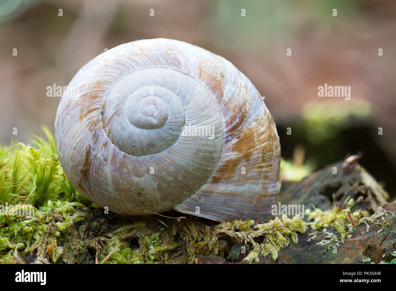 Land snail with no shell hi-res stock photography and images - Alamy
