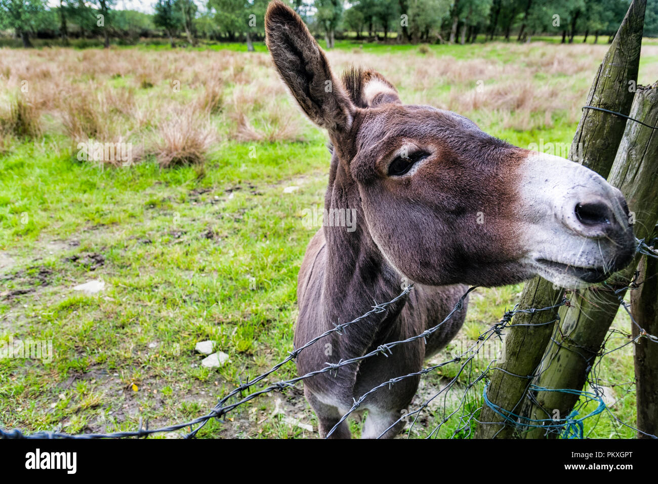 Donkey at farm hi-res stock photography and images - Alamy