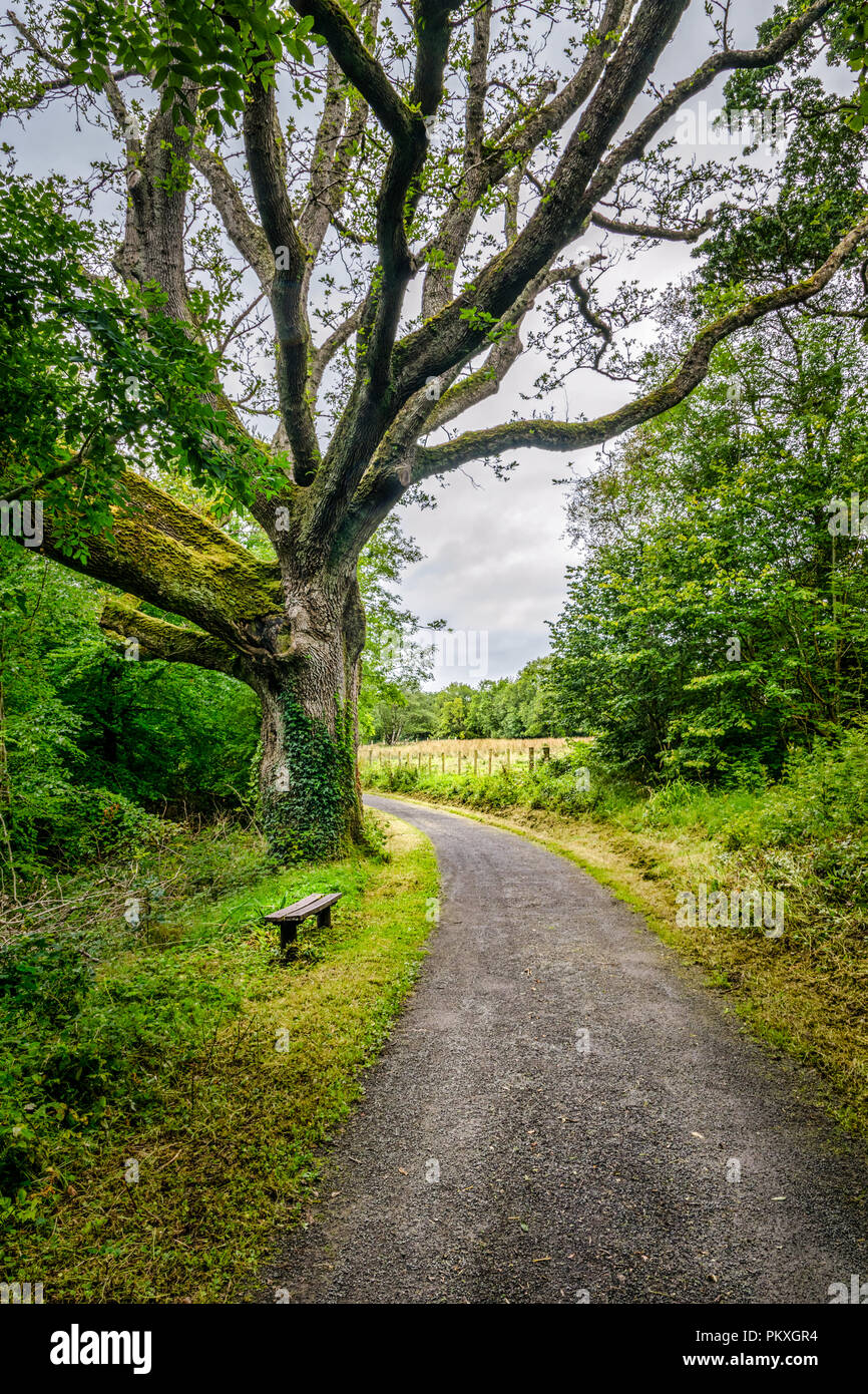 This is a picture of a woodland path in County Fermanagh in Northern ...