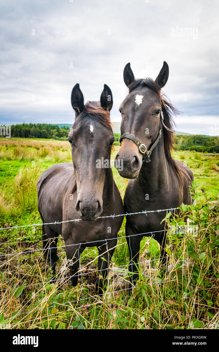This is a close up picture of two horses side by side in a field in ...