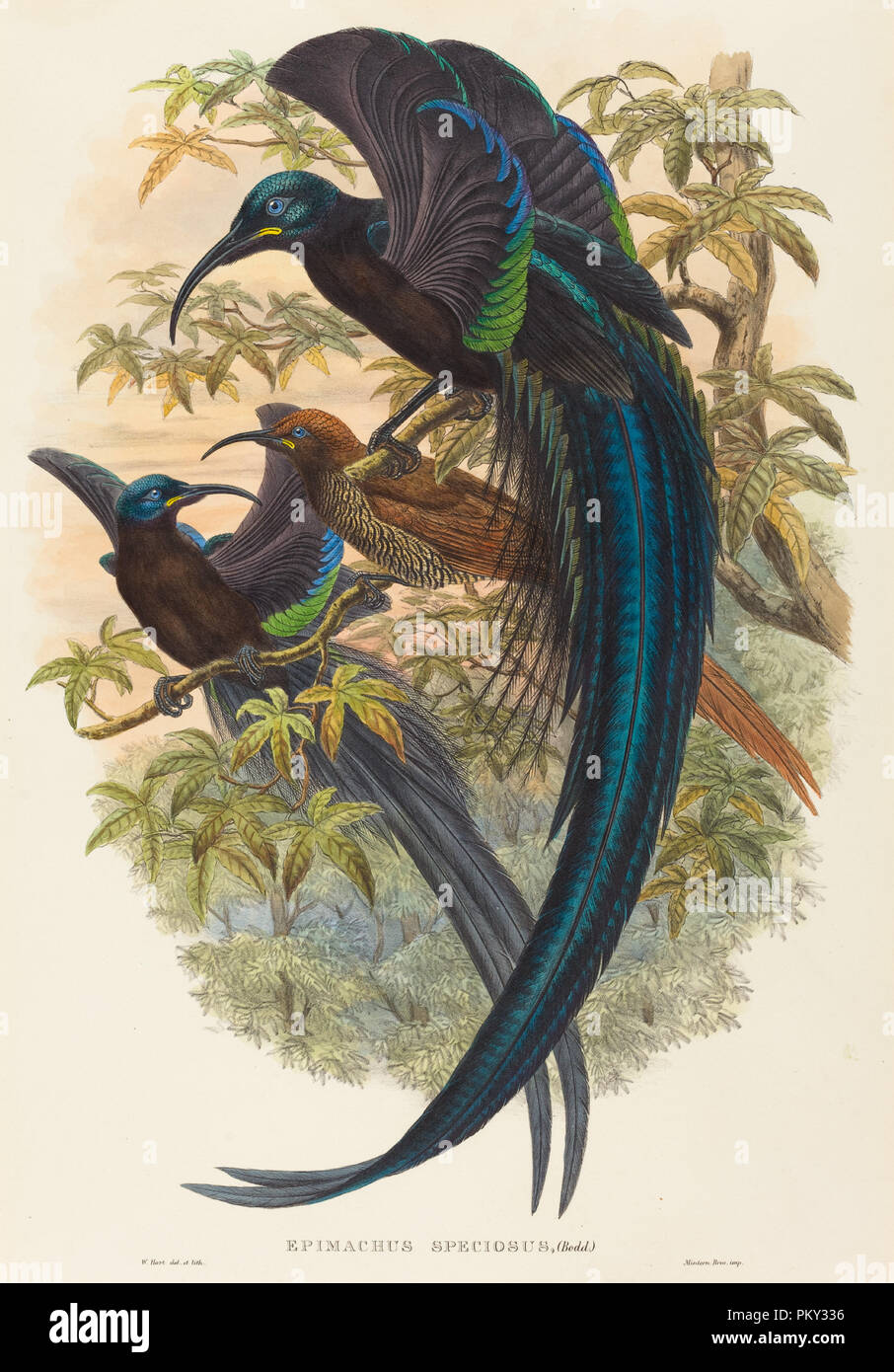 Epimachus speciosus (Sickle-billed Bird of Paradise). Medium: hand ...