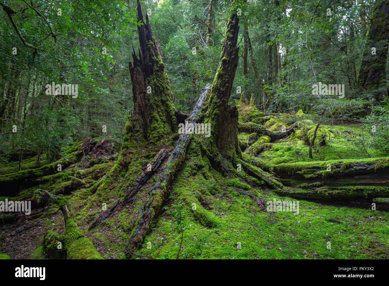 Spilt Stump Australia Stock Photo - Alamy