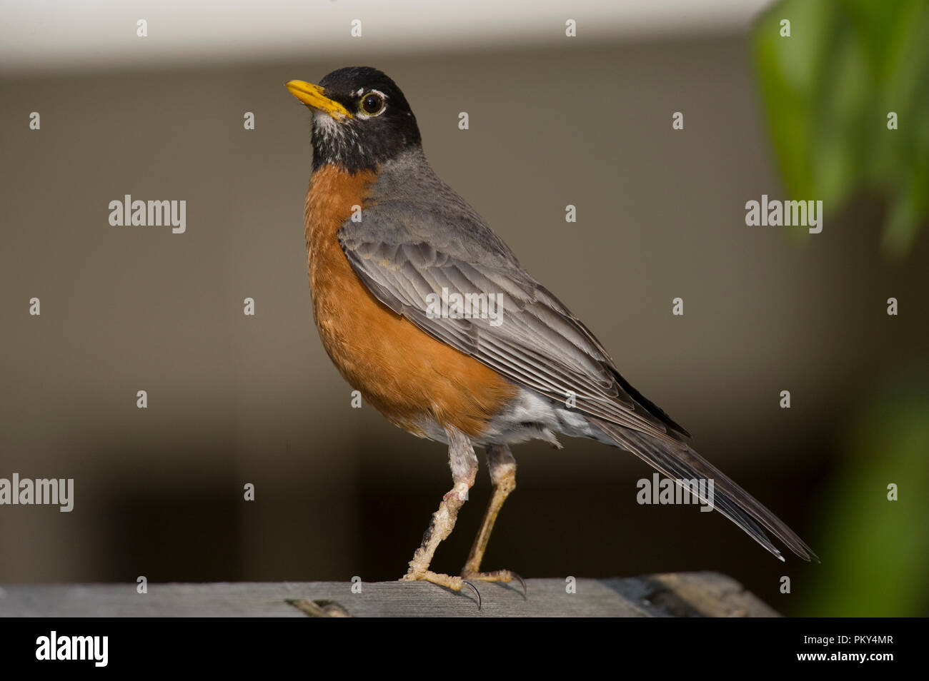 Red tailed water robin hi-res stock photography and images - Alamy