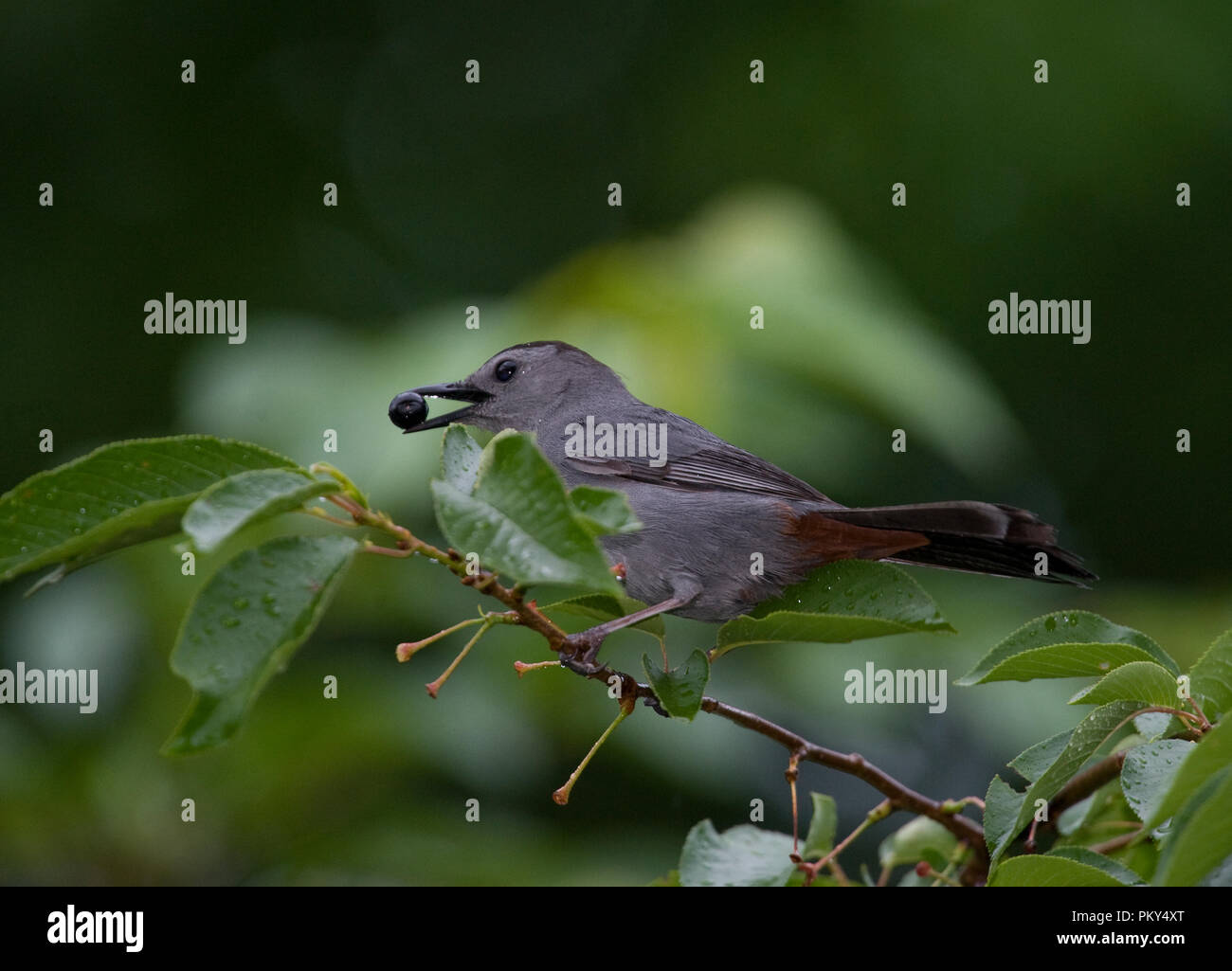 Red tailed water robin hi-res stock photography and images - Alamy