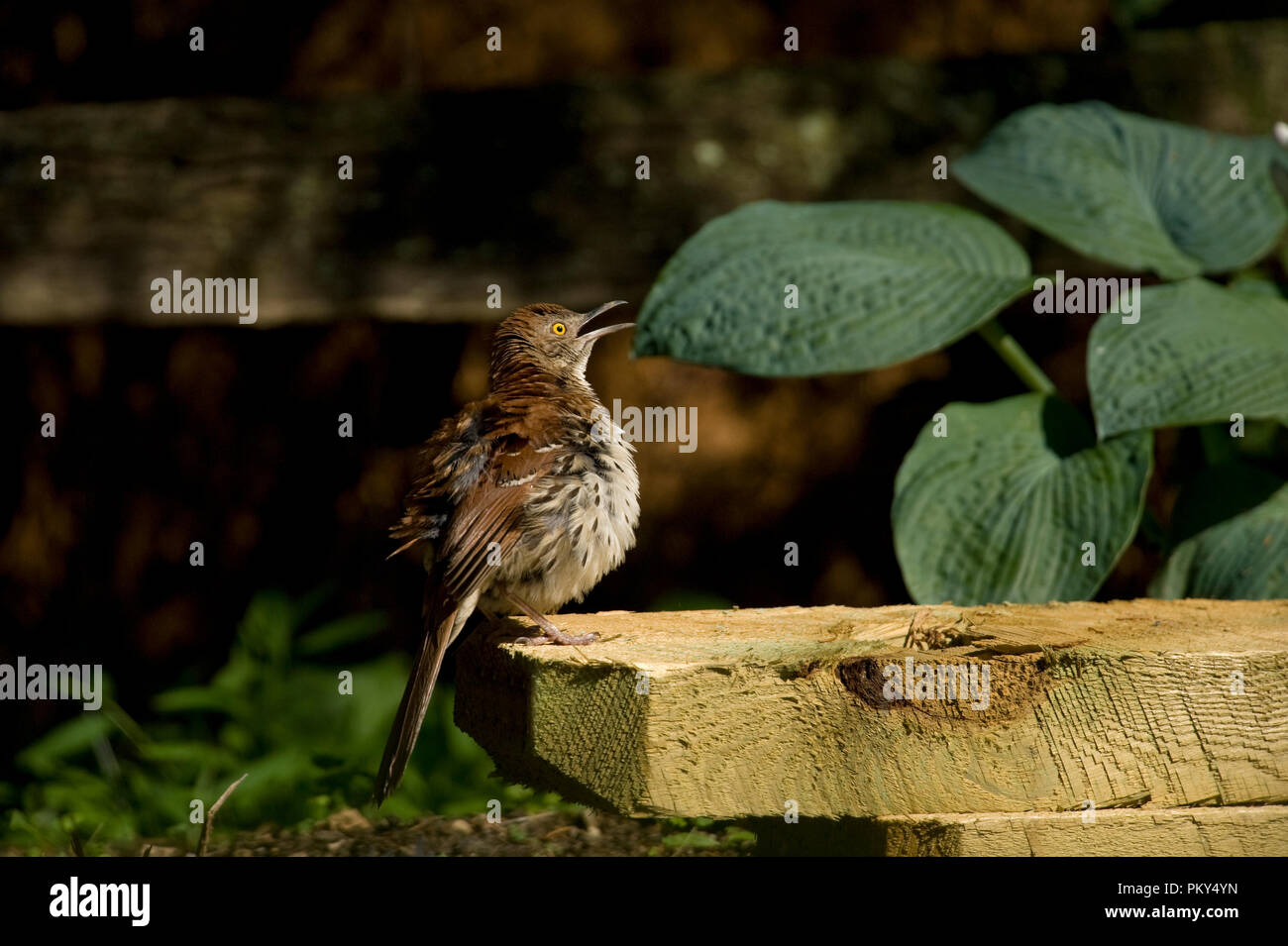 Robin bird bath winter hi-res stock photography and images - Alamy