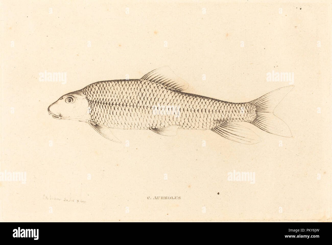 Aureolus hi-res stock photography and images - Alamy