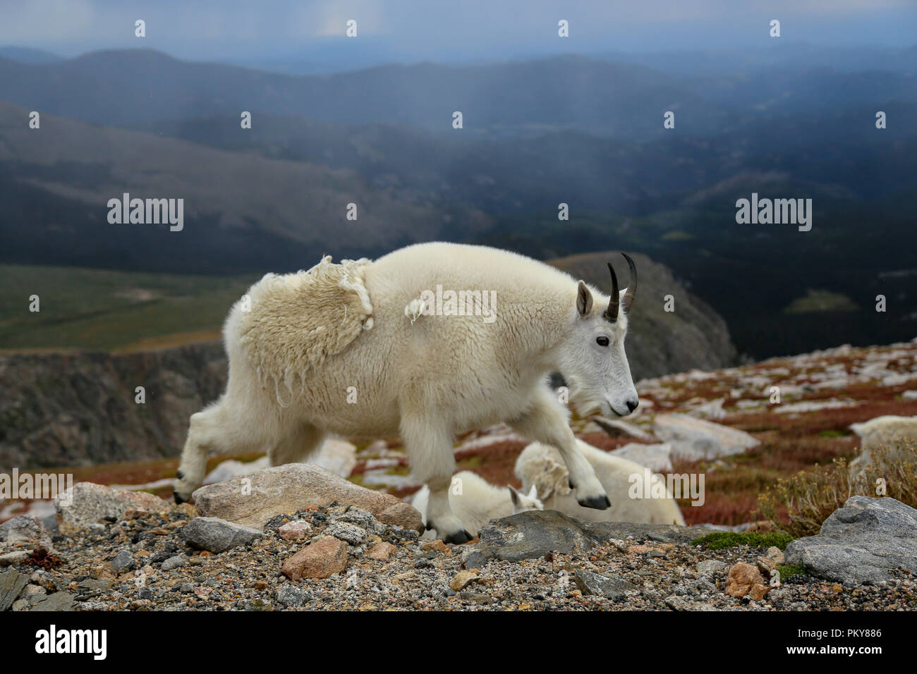 White mountain goat hi-res stock photography and images - Alamy