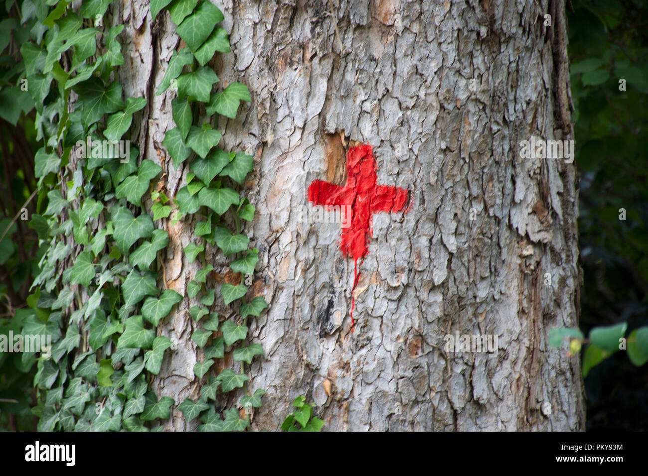 Painting red cross on the big tree in garden of public park Stock Photo ...