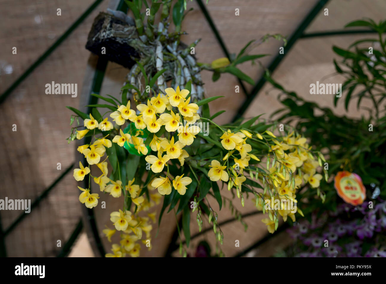 Amazing beauty of tropical rainforest orchids. Dendrobium Primulinum ...