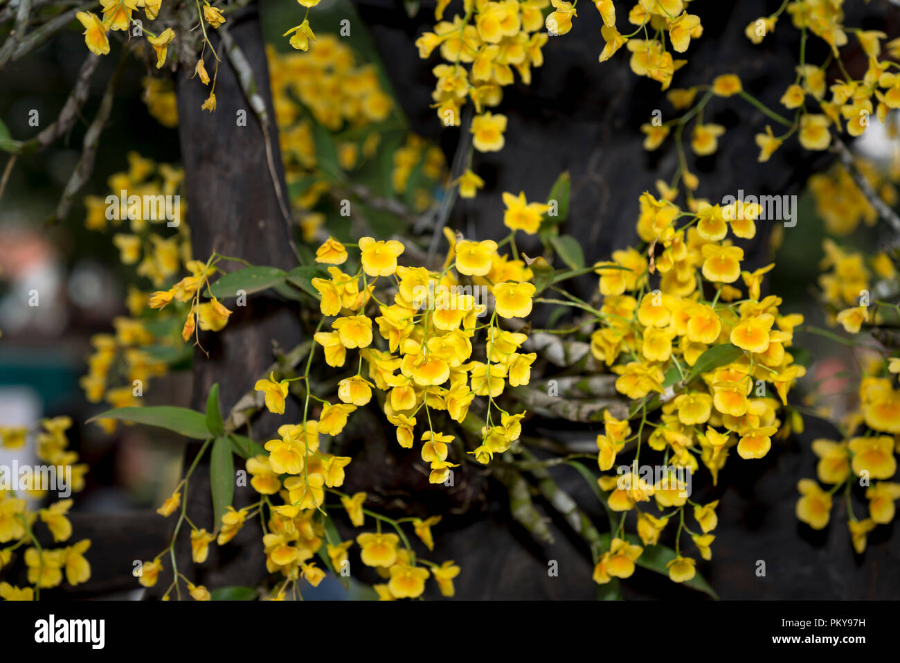 Amazing beauty of tropical rainforest orchids. Dendrobium Primulinum ...