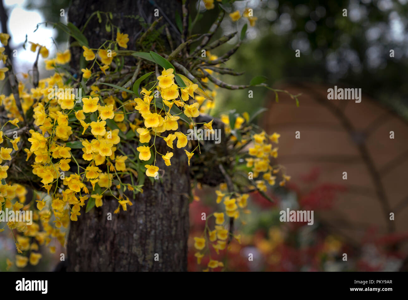 Amazing beauty of tropical rainforest orchids. Dendrobium Primulinum ...