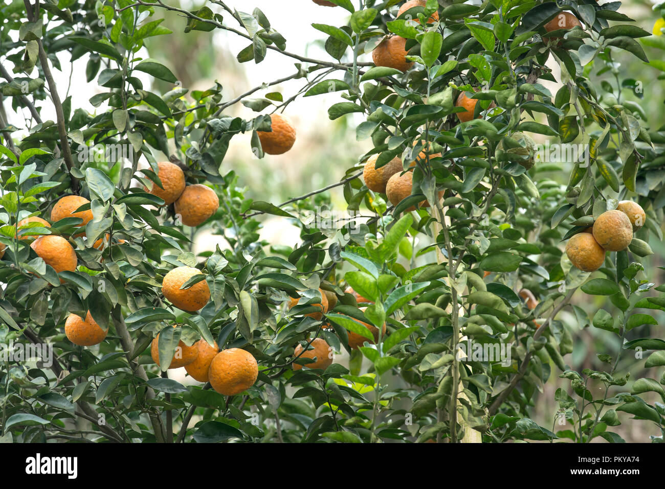 Orange tree in the orange farm Stock Photo - Alamy