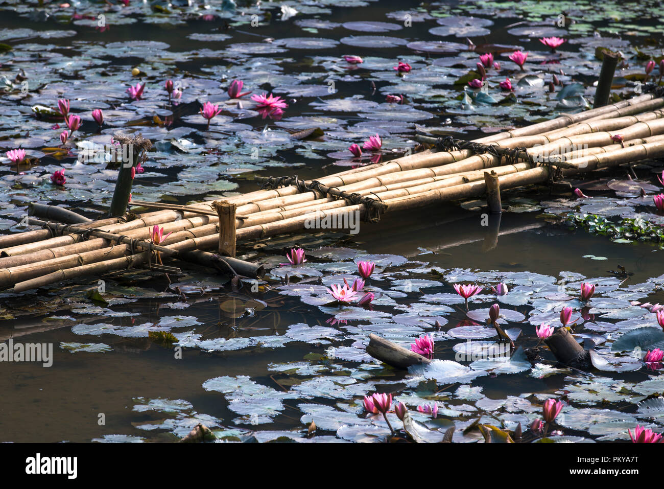 Blossom lotus flower in pond and bamboo bridge Stock Photo - Alamy