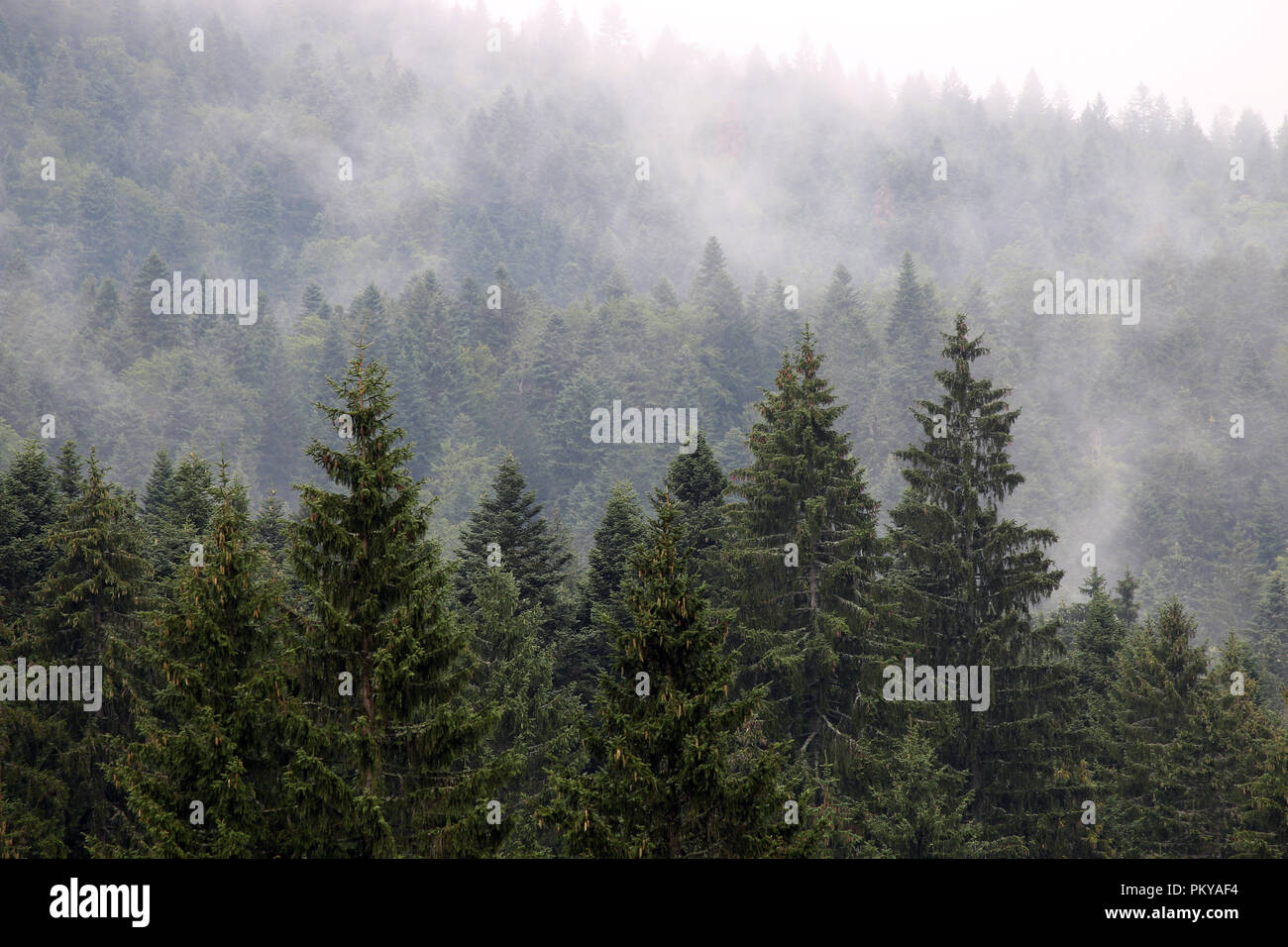 Fog covering mountain forests hi-res stock photography and images - Alamy