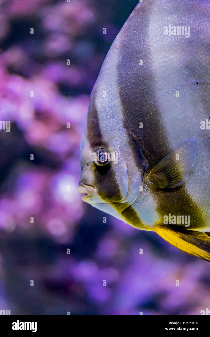 Orbicular batfish (Platax orbicularis) in the water Stock Photo - Alamy