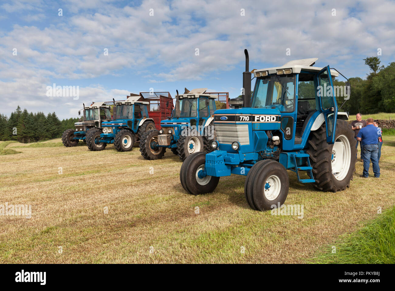 Line up of vintage 10 series Ford tractors being used to Collect silage ...