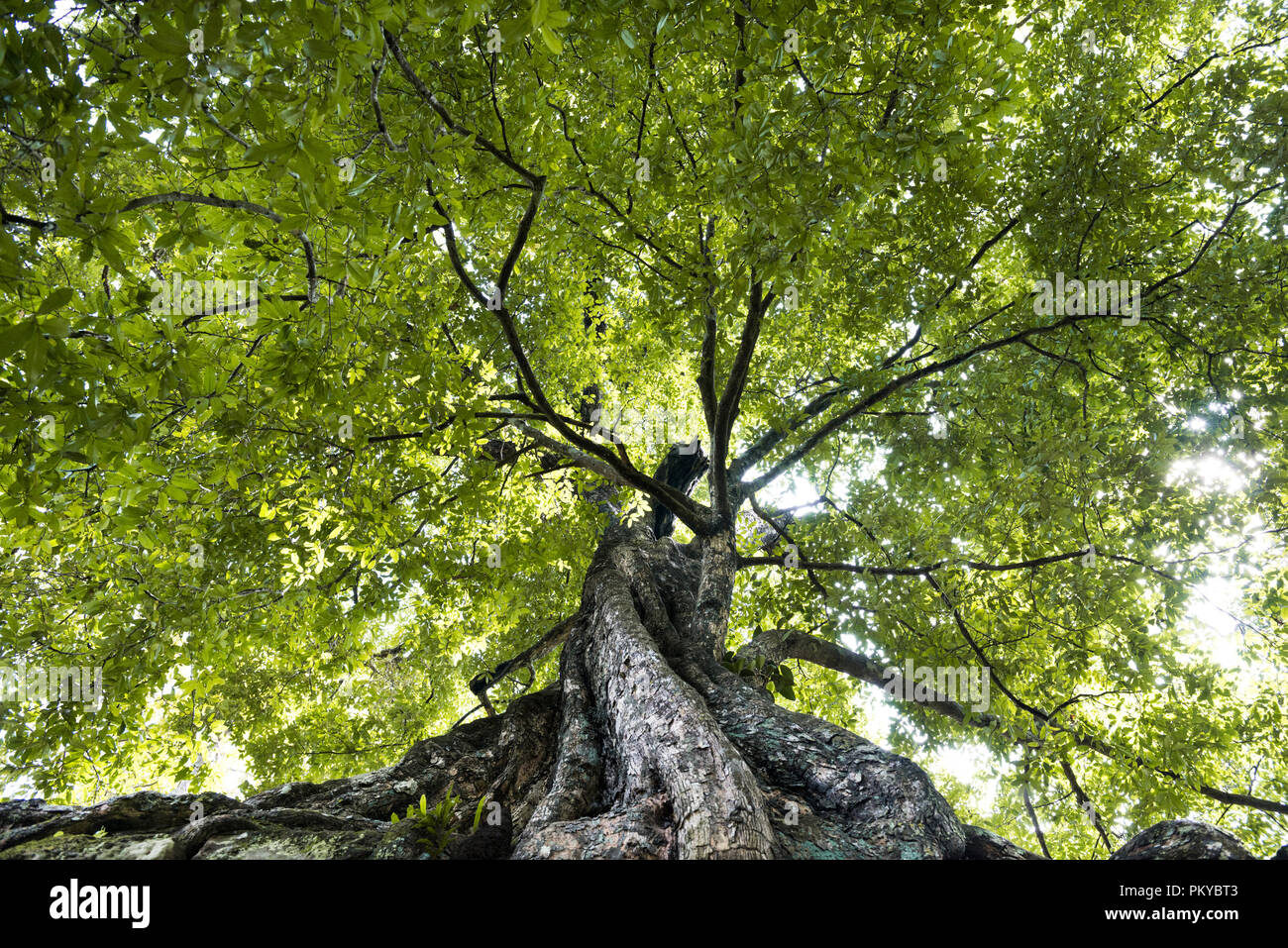 Big tree from the bottom to top view Stock Photo - Alamy