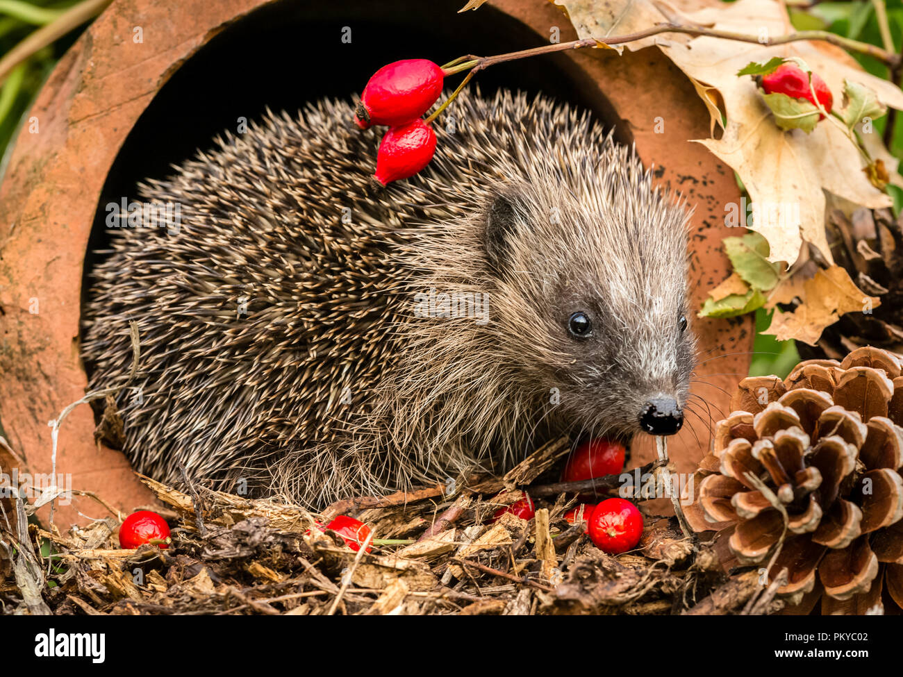 Wild, native hedgehog foraging in hedgehog friendly garden. Taken ...