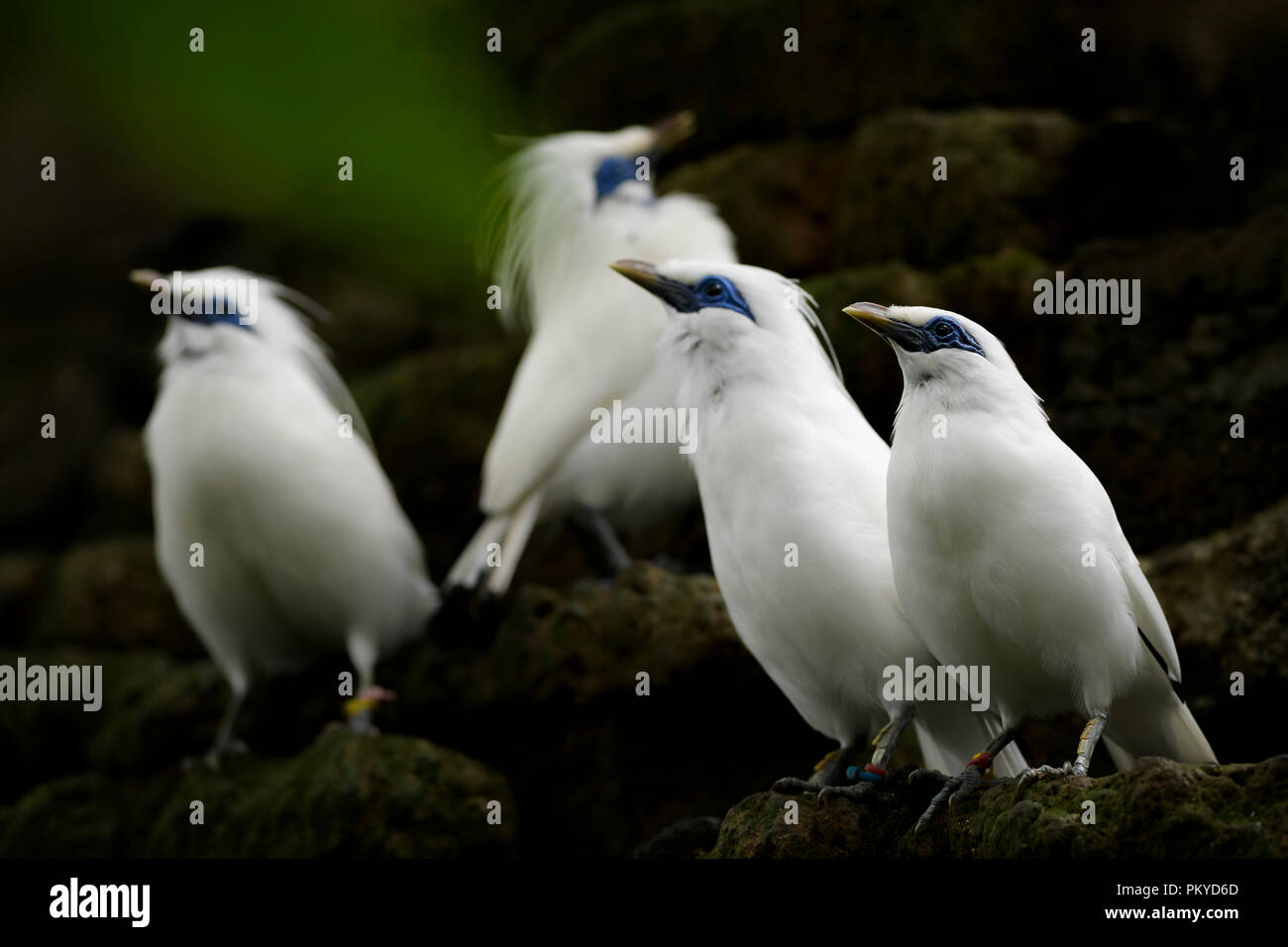 Mynah birds hi-res stock photography and images - Alamy
