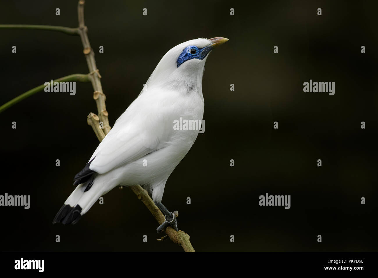 Mynah birds hi-res stock photography and images - Alamy