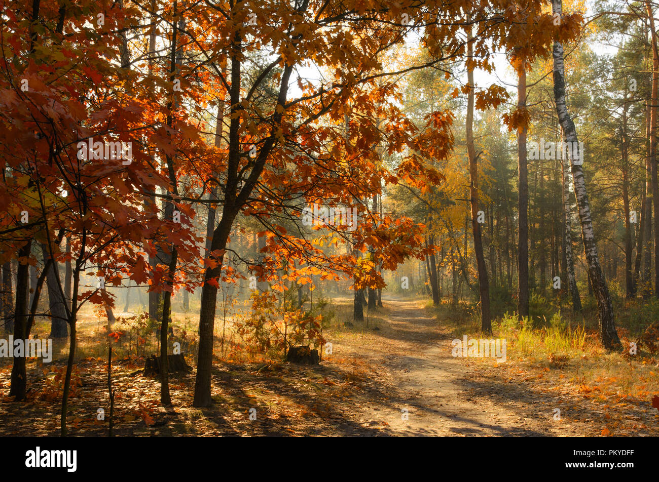 walk in the forest. morning. Sun rays. beauty. autumn Stock Photo - Alamy