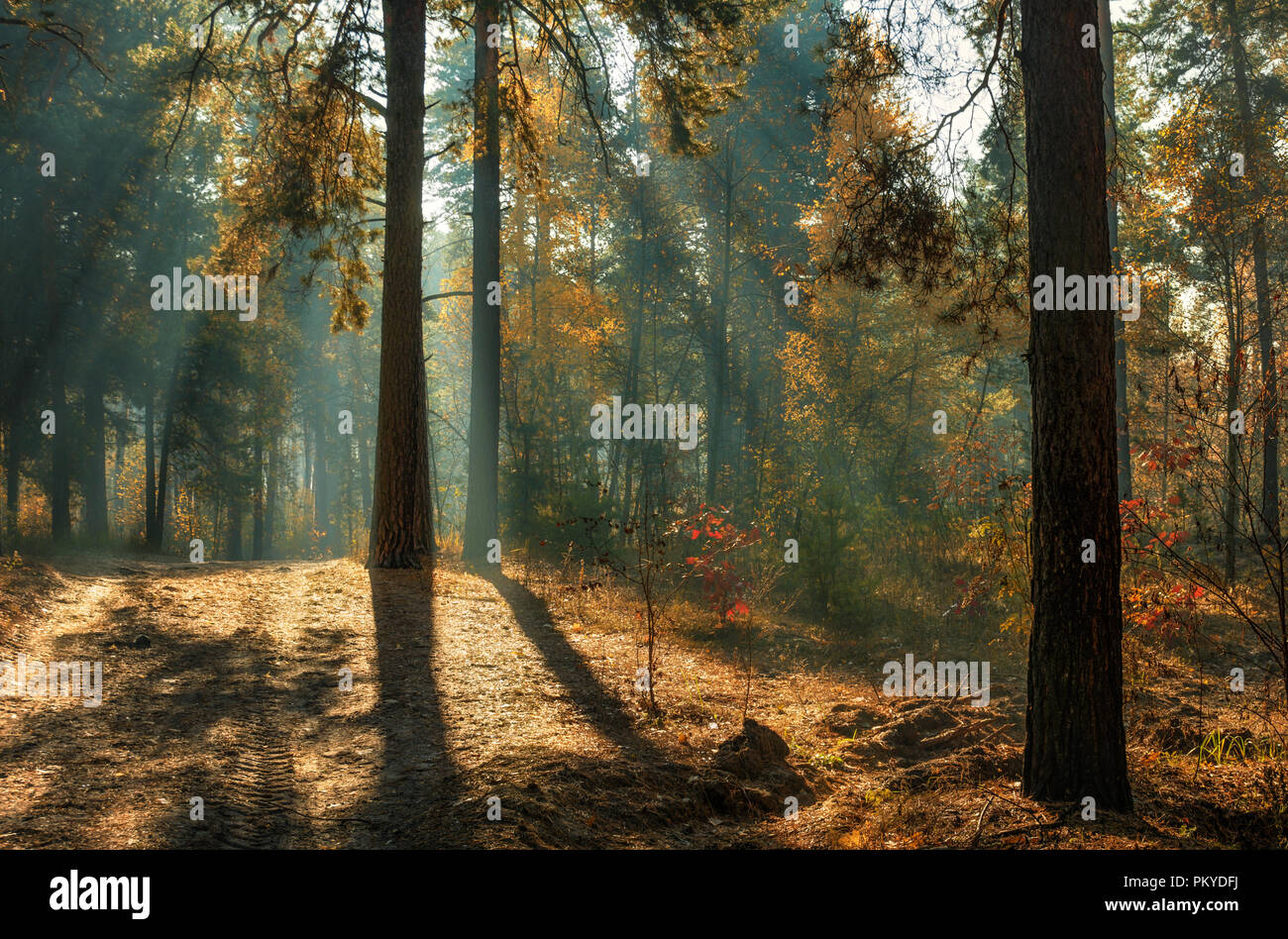 walk in the forest. morning. Sun rays. beauty. autumn Stock Photo - Alamy