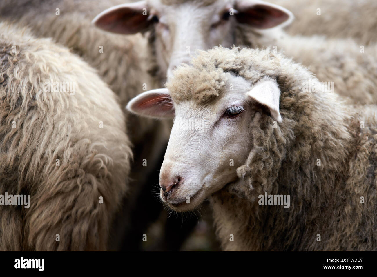 Sad muzzle sheep livestock. Group wool agriculture meadow animal Stock ...
