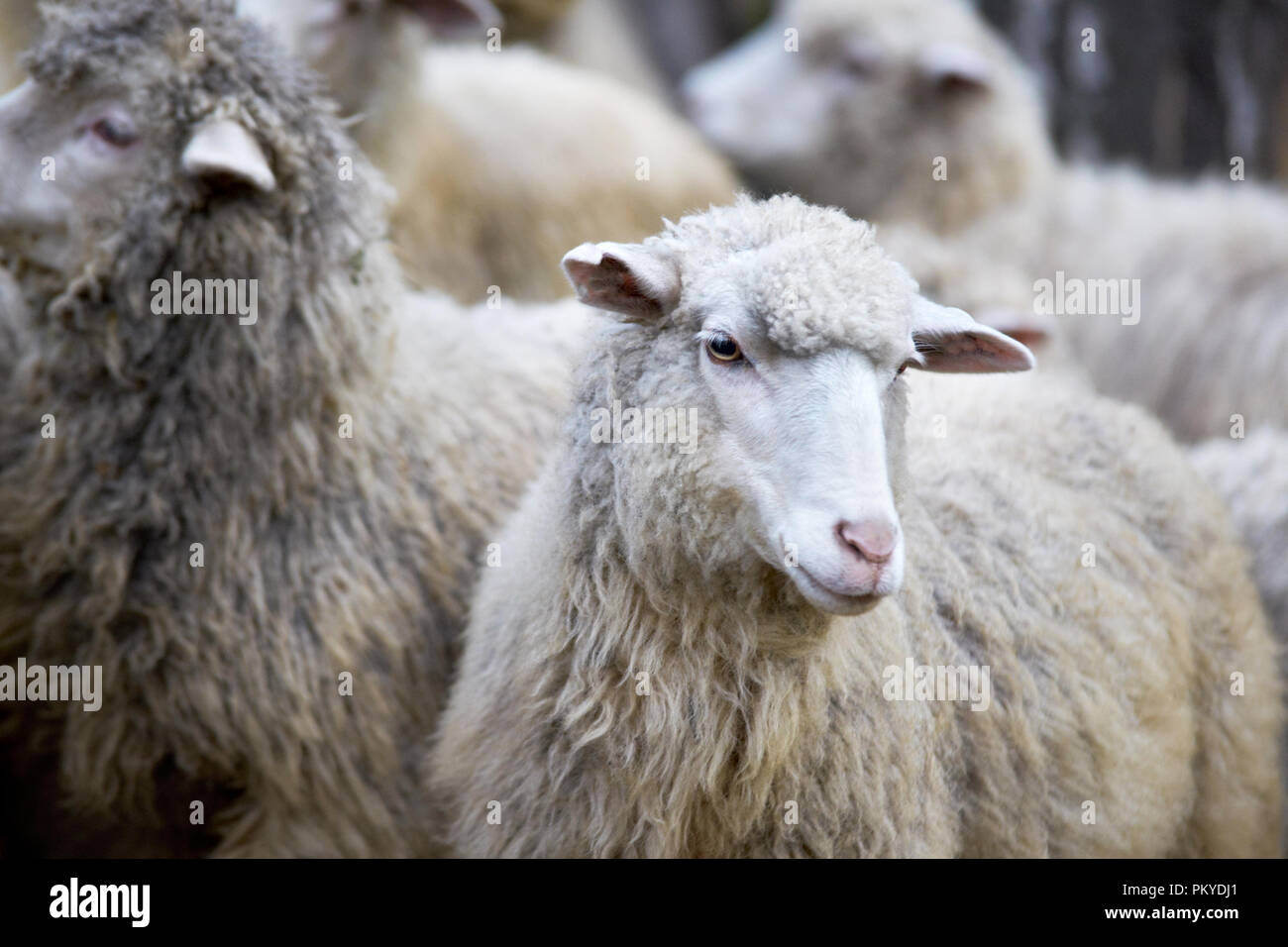 Sad muzzle sheep livestock. Group wool agriculture meadow animal Stock ...
