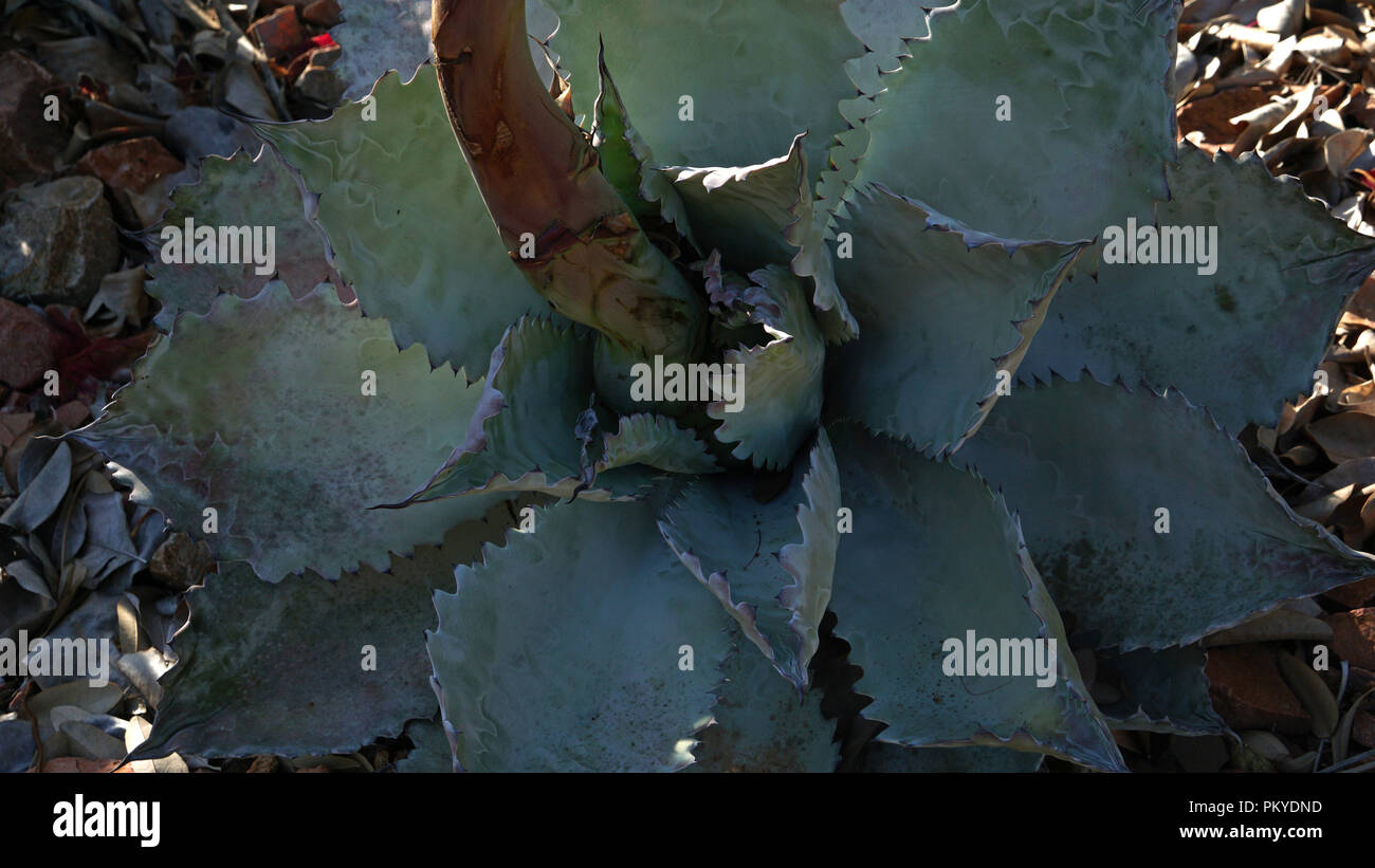 Agave plant in bloom Stock Photo - Alamy