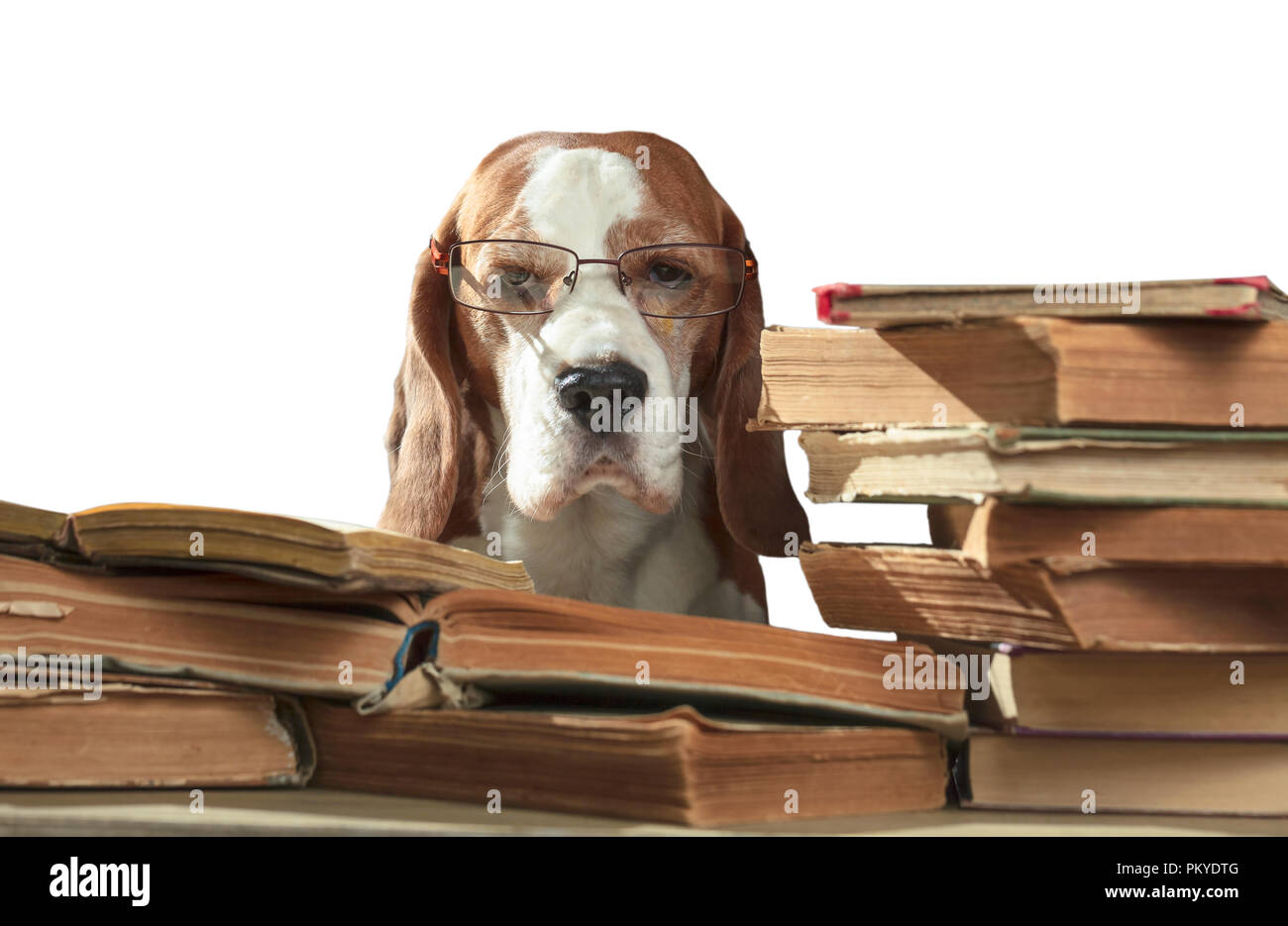 Smart beagle in glasses with old books isolated in white background ...