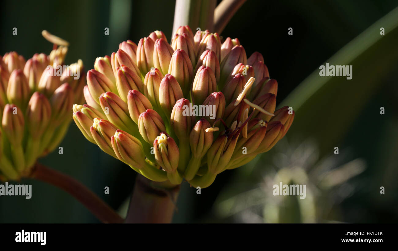 Agave plant in bloom Stock Photo - Alamy
