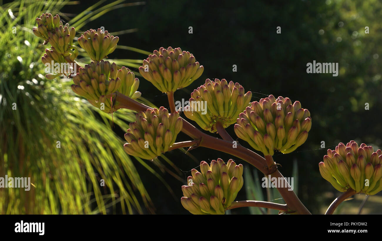 Agave plant in bloom Stock Photo - Alamy