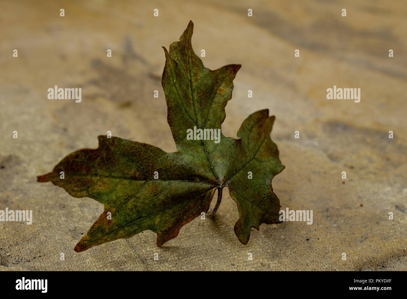 Photography of autumn leaf hi-res stock photography and images - Alamy