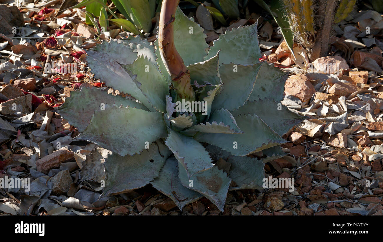 Agave plant in bloom Stock Photo - Alamy